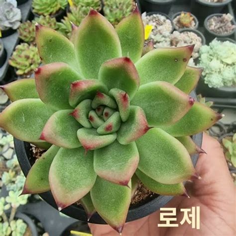 초보자를 위한 다육이 10개 몰아서 보기7 골드젤리 라코비선인장 로제 마디바 등등 Shorts 다육식물키우기 선인장 철화 다육초보맘 Youtube