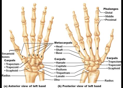 Hand Bone Photos Human Right Hand Wrist Bone Structure