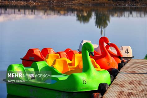 گل‌های نیلوفری در سراب نیلوفر کرمانشاه عکس مشرق نیوز