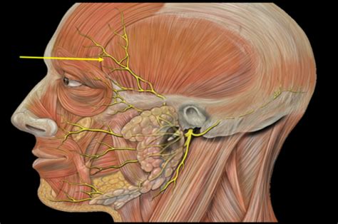Superficial Face And Infratemporal Fossa Flashcards Quizlet