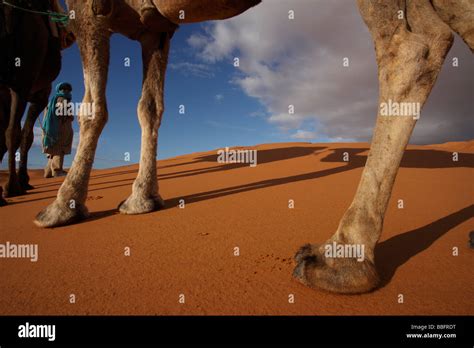 Camel Leg Legs Hi Res Stock Photography And Images Alamy