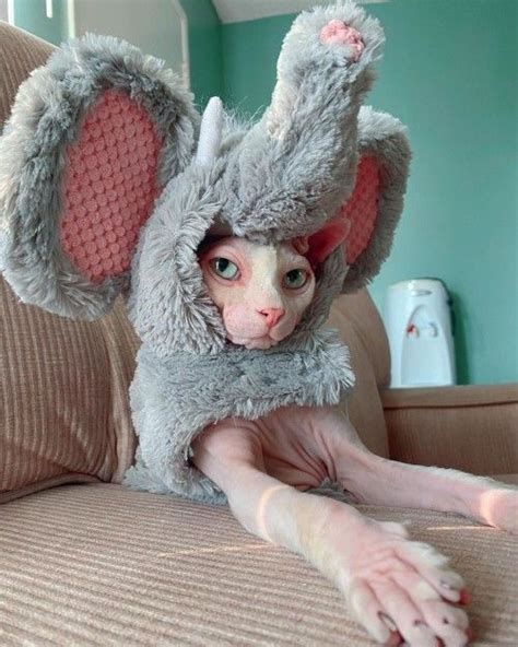 Hairless Cat In Costume At Michelle Reis Blog