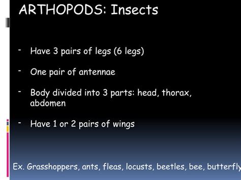 Invertebrates Primary School Powerpoint Presentation Ppt