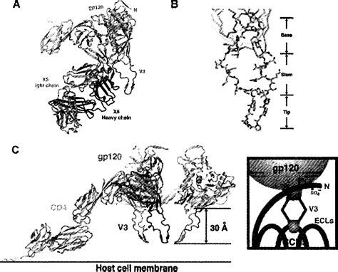 figure 1 3 from the role of the hiv 1 v3 loop in determining coreceptor