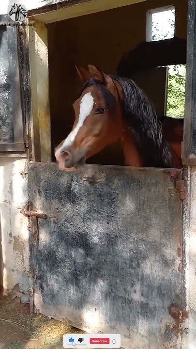 الحصان العربي زعفران ابن غزال Youtube