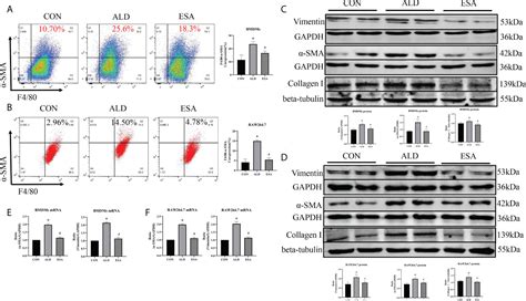 Frontiers Esaxerenone Inhibits The Macrophage To Myofibroblast Transition Through