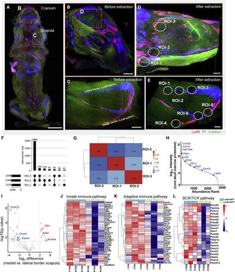 Spatial Proteomics In Three Dimensional Intact Specimens Cell