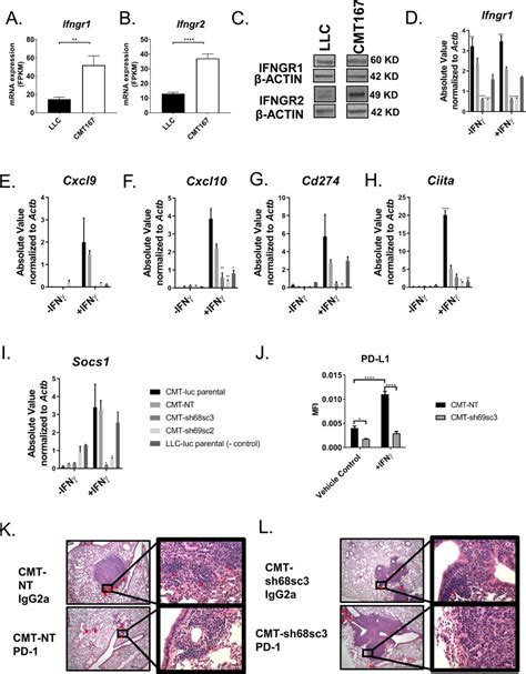 Tumor Intrinsic Response To Ifnγ Shapes The Tumor Microenvironment And Anti Pd 1 Response In