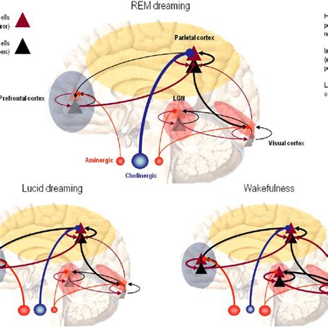 The Schematic Illustrates The Neuromodulatory Gating Of Hierarchical Download Scientific