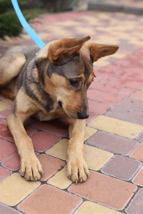 Молода грайлива собачка з прекрасними вушками шукає дім Безкоштовно Безкоштовно тварини і в