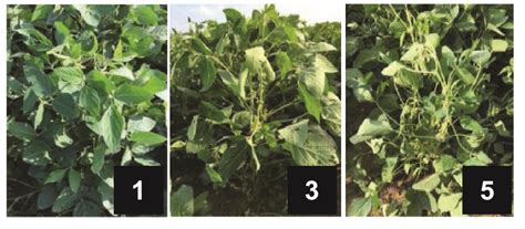 Slow Canopy Wilting Enhances Drought Tolerance In Soybean J Exp Bot Plantae