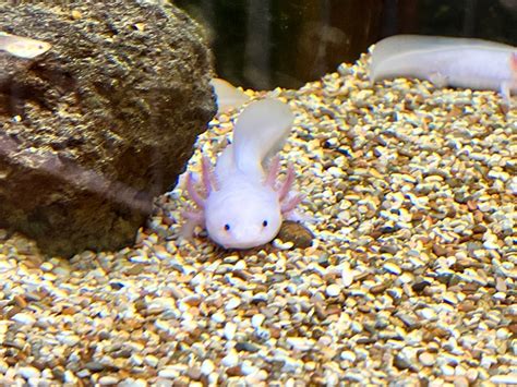 귀여운 멕시코 도룡용 우파루파 키우기 도롱뇽 먹이와 주의점 네이버 블로그