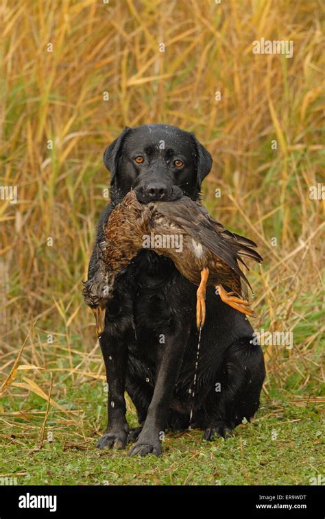 Labrador Retriever With Duck Hi Res Stock Photography And Images Alamy