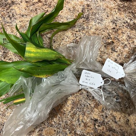 Hybrid Daylily Mixed Colors 3 Plants Etsy