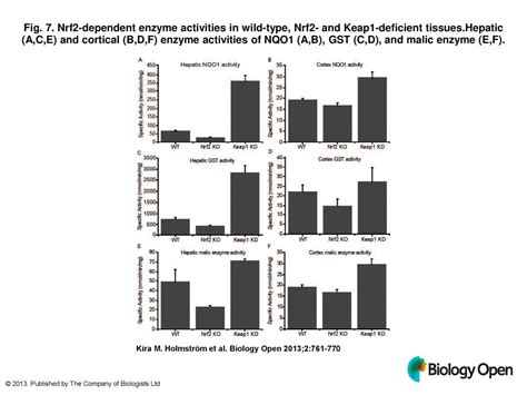 Fig 7 Nrf2 Dependent Enzyme Activities In Wild Type Nrf2 And Keap1