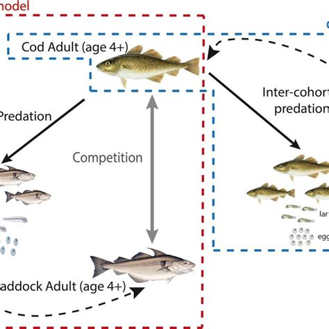 Hypotheses About The Inter‐specific Interactions Among Life‐history