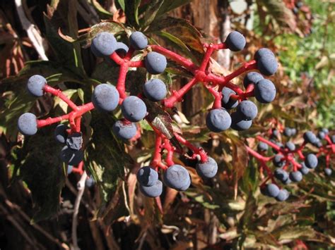 Thicket Creeper Parthenocissus Inserta