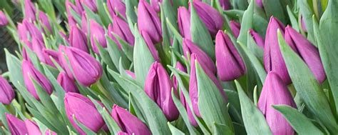 Тюльпаны и Мимоза оптом и в розницу Красноярск Тюльпаны из нашей теплицы свежесть и