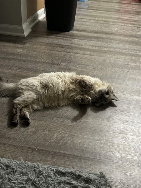 This Is Sandy Rkitten