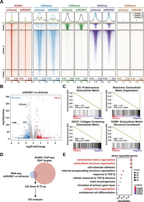 Runx1npm1h3k4me3 Complex Contributes To Extracellular Matrix
