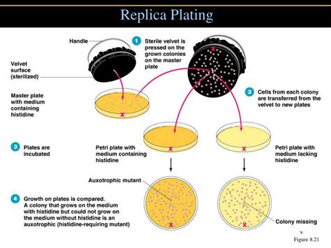 Ppt Mutation Powerpoint Presentation Free Download Id6525032