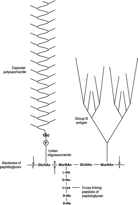 Schematic Representation Of A Proposed Model For The Linkage Of