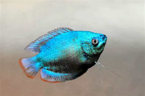 Powder Blue Gourami Male Vs Female At Mackenzie Balfour Blog