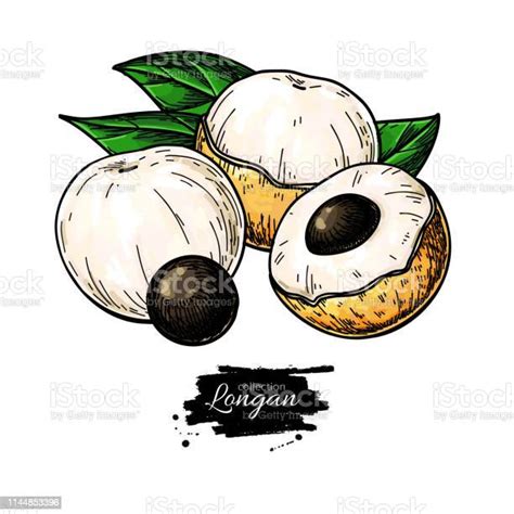 긴 An 벡터 드로잉입니다 손으로 그린 열 대 과일 그림입니다 다채로운 여름 과일 0명에 대한 스톡 벡터 아트 및 기타 이미지