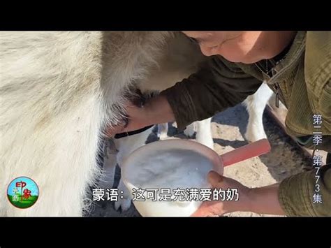 第二季773平凡又有趣的牧区生活看小羊羔的奶妈和牛犊抢奶吃 YouTube