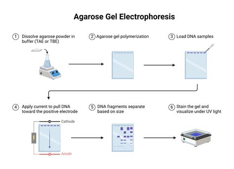 Microbe Agarose Gel Electrophoresis Is A Widely Used Technique In Molecular Biology And