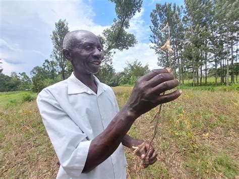 Smallholder Soybean Farmers Reaping Big In Busia Through Mark 2scale
