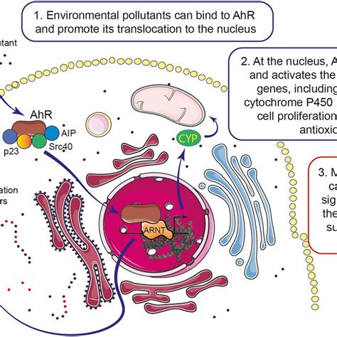 Activation Of Aryl Hydrocarbon Receptor Ahr Signaling By