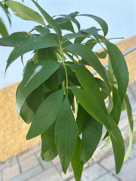 How To Propagate Fraxinus Velutina Propagate One