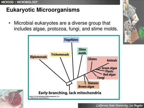 Ppt Lecture 2 Overview Of Microbial Diversity Prokaryotic And