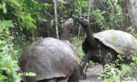 Worlds Largest Tortoise