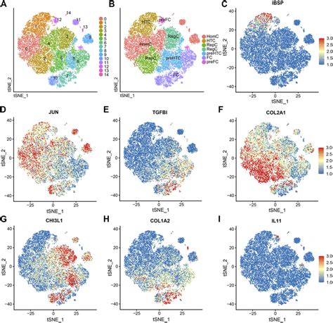 Single Cell Rna Sequencing Data Analysis Showing The Heterogeneity Of