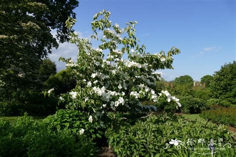 维纳斯四照花Cornus Venus 花卉图片网