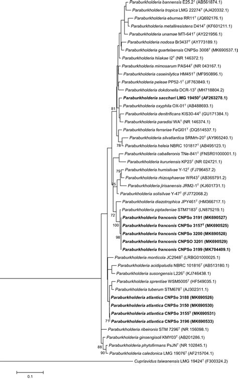 Maximum Likelihood Ml Phylogeny Based On 16s Rrna Sequences 1317 Bp Download Scientific