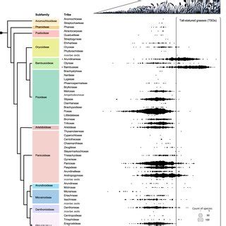 Height Distribution Of Grass Species In Subfamilies And Tribes As Per