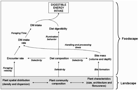 Components Of Landscapes And Foraging Behavior That Together Determine Download Scientific