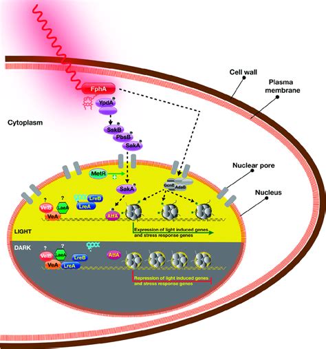 Red Light Signalling And Its Influence On Gene Expression In The Light