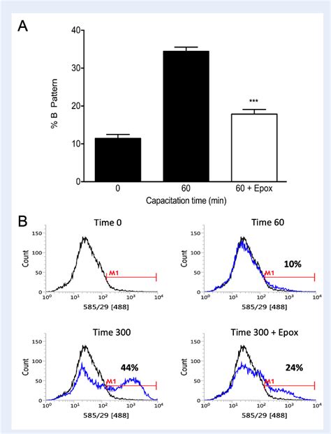 Figure 2 From The Activation Of The Chymotrypsin Like Activity Of The Proteasome Is Regulated By