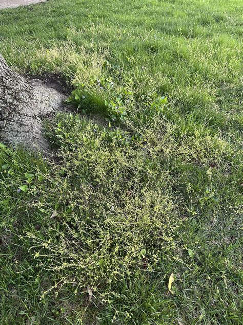 Help Identifying Weeds Plants R Lawncare
