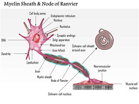 0714 Myelin Sheath And Node Of Ranvier Medical Images For Powerpoint