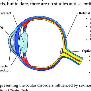 Drawing Presenting The Ocular Disorders Influenced By Sex Hormones Download Scientific Diagram