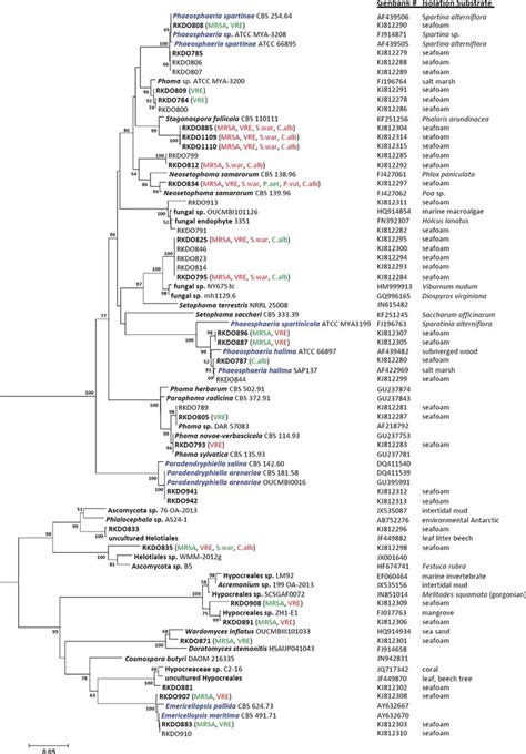 Bootstrap Consensus Tree Inferred From 2000 Replicates Generated Using