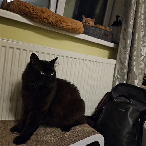 Someone Is Plotting A Murder Rhalloweenkittycombo