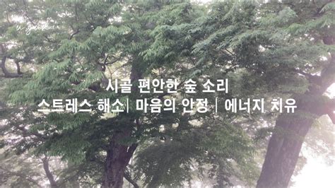안개낀 아침 싱그러운 자연 풍경 자연의 소리 Youtube