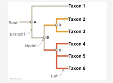 Bio 117 Exam 1 Flashcards Quizlet