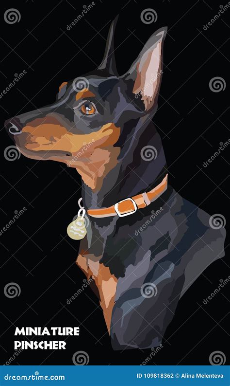 Miniature Pinscher Colorful Vector Portrait Stock Vector Illustration